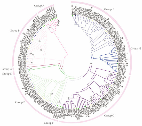 Characterization of the CLE Family in Three Nicotiana Species and ...