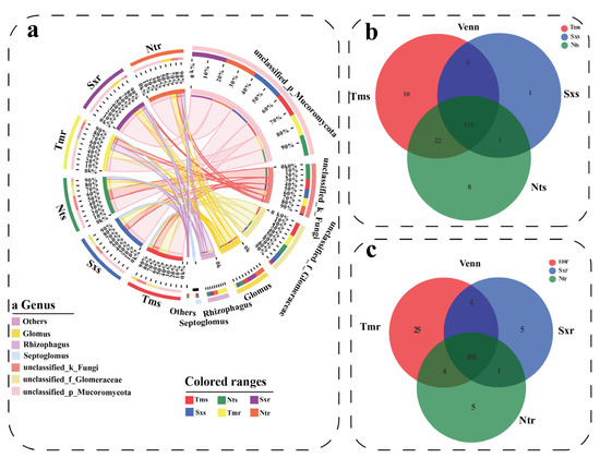 Arbuscular Mycorrhizae Fungi Diversity in the Root–Rhizosphere–Soil of ...