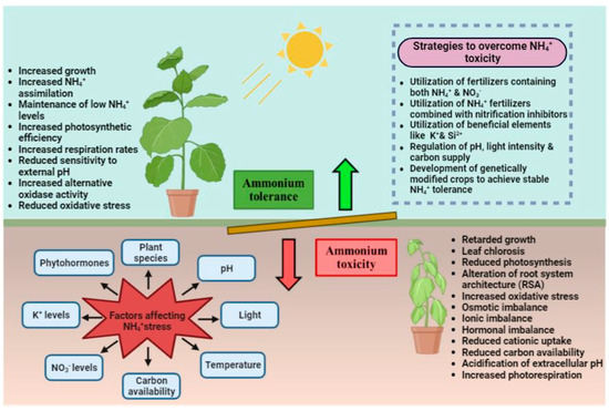 Ammonium Phytotoxicity and Tolerance: An Insight into Ammonium ...
