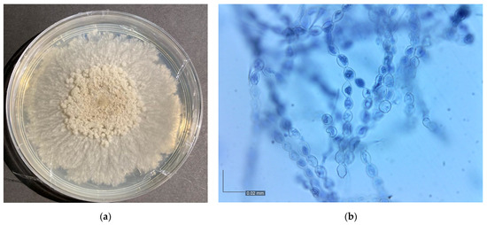 Morphological, Molecular and Genomic Identification and ...