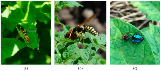 Entomophages of the Colorado Potato Beetle, Population Dynamics of ...