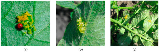 Entomophages of the Colorado Potato Beetle, Population Dynamics of ...