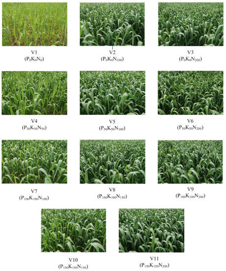 Evaluation of Different Methods and Models for Grass Cereals ...