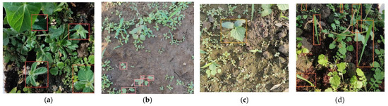 Real-Time Detection of Crops with Dense Planting Using Deep Learning at ...