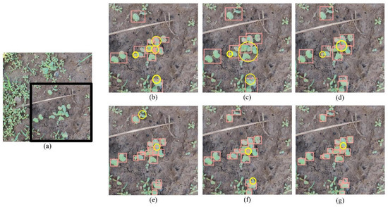 Real-Time Detection of Crops with Dense Planting Using Deep Learning at Seedling Stage