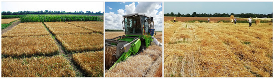 Effects of Combined Long-Term Straw Return and Nitrogen Fertilization ...