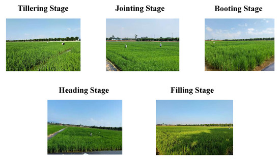 Estimating Relative Chlorophyll Content in Rice Leaves Using Unmanned ...