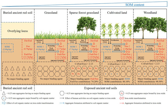 Dominant Aggregate Binding Agent Dynamics of Quaternary Ancient Red Soils under Different Land ...