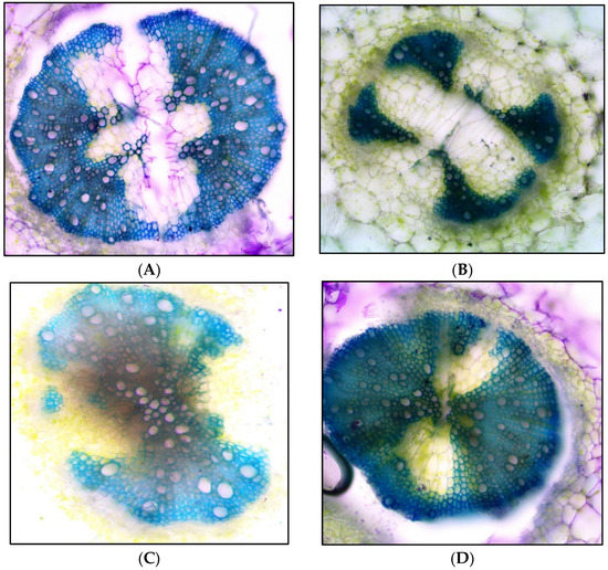 Agronomy | Free Full-Text | Plant Growth-Promoting Potential of Entomopathogenic Fungus ...