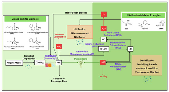 Deciphering the Interactions in the Root–Soil Nexus Caused by Urease ...
