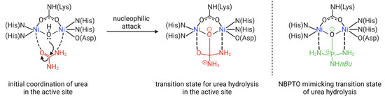 Deciphering the Interactions in the Root–Soil Nexus Caused by Urease ...