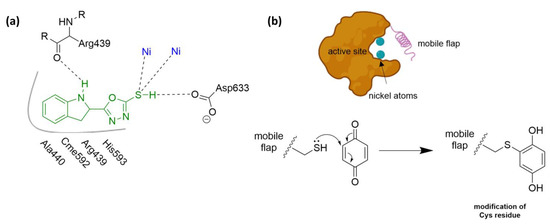 Deciphering the Interactions in the Root–Soil Nexus Caused by Urease ...