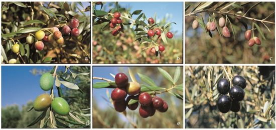 The Origin of Spanish Durum Wheat and Olive Tree Landraces Based on ...