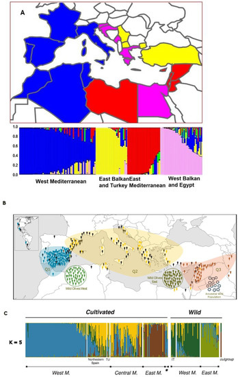 The Origin of Spanish Durum Wheat and Olive Tree Landraces Based on ...