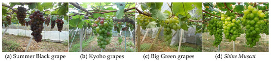 Realtime Picking Point Decision Algorithm of Trellis Grape for High ...