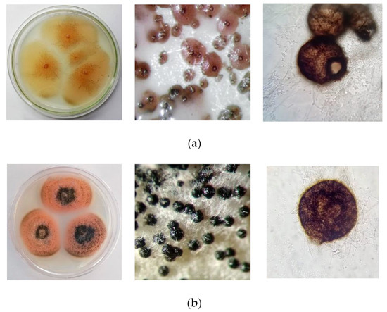 Psychrotolerant Strains of Phoma herbarum with Herbicidal Activity