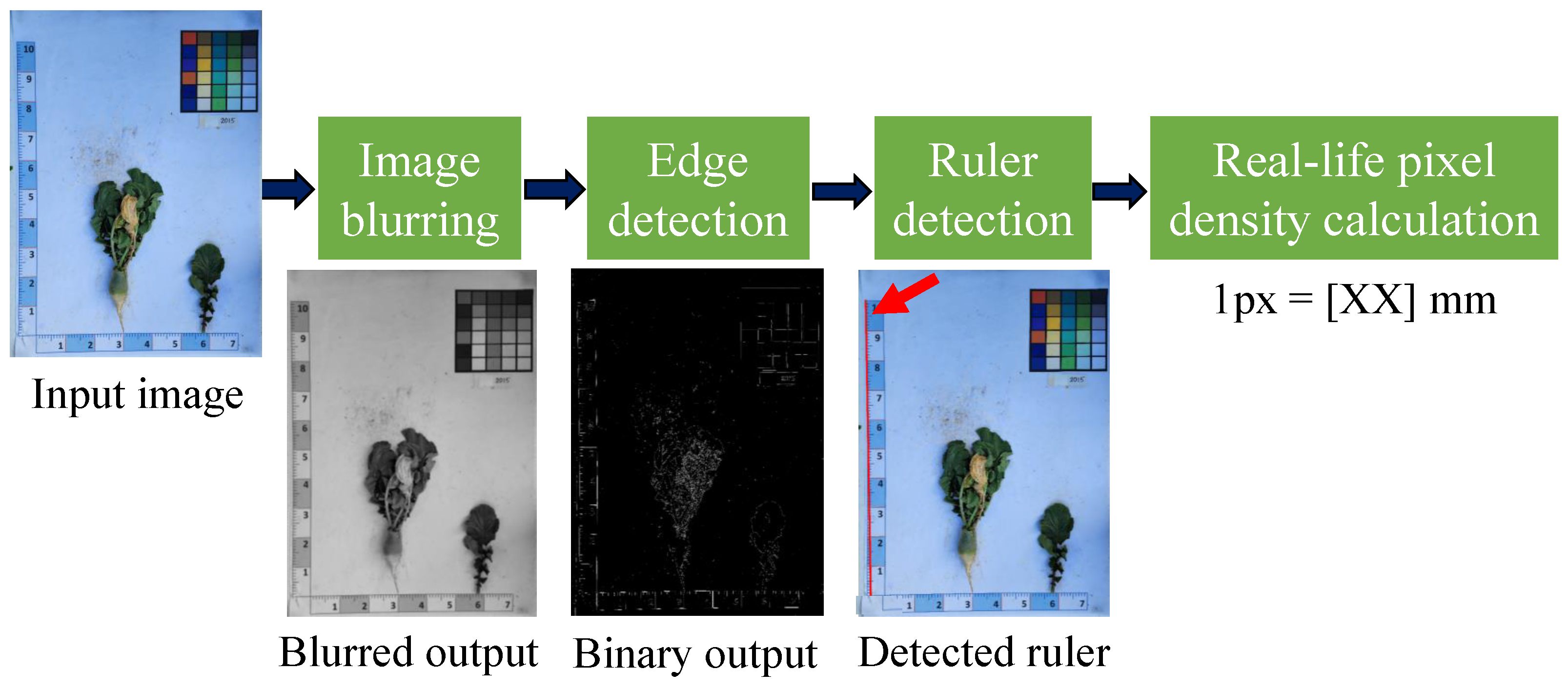Agronomy | Free Full-Text | Vision-Based White Radish Phenotypic Trait ...