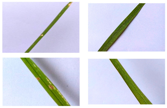 Comparing Inception V3, VGG 16, VGG 19, CNN, and ResNet 50: A Case ...