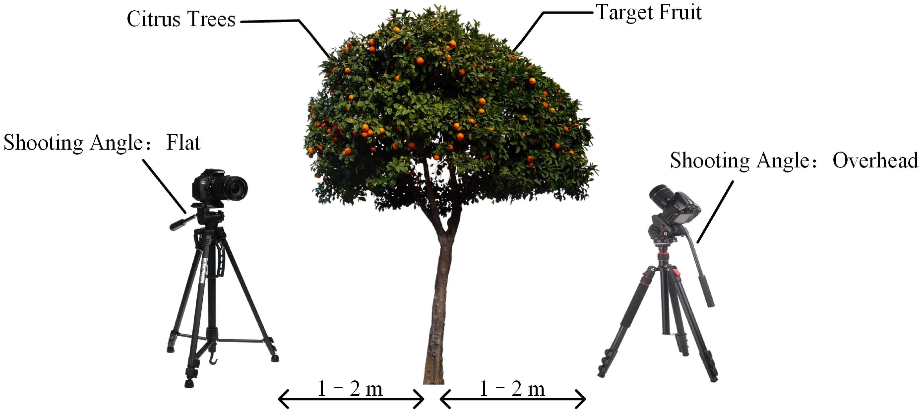 Citrus Identification And Counting Algorithm Based On Improved Yolov5s And Deepsort