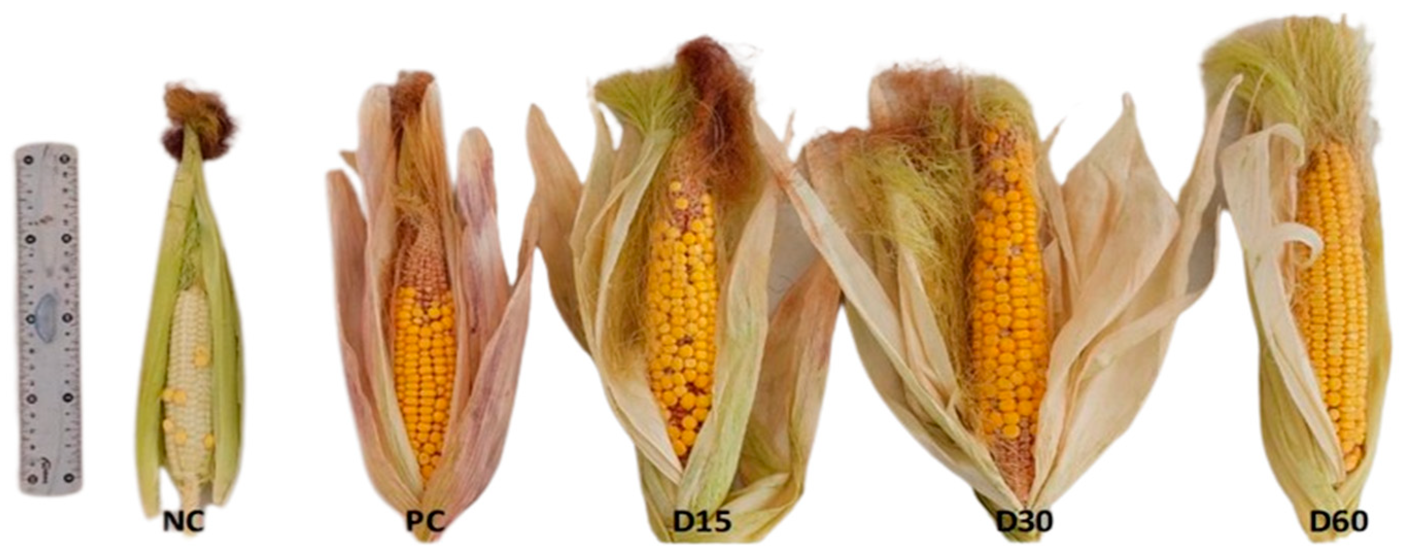 Utilization of Digestate as an Organic Manure in Corn Silage Culture ...