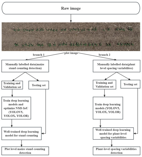Plot-Level Maize Early Stage Stand Counting and Spacing Detection Using Advanced Deep Learning ...