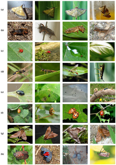 A Lightweight Crop Pest Detection Algorithm Based on Improved Yolov5s