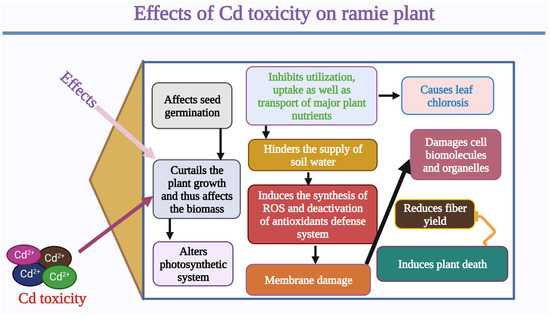 A Systematic Review on the Improvement of Cd Stress Tolerance in Ramie ...