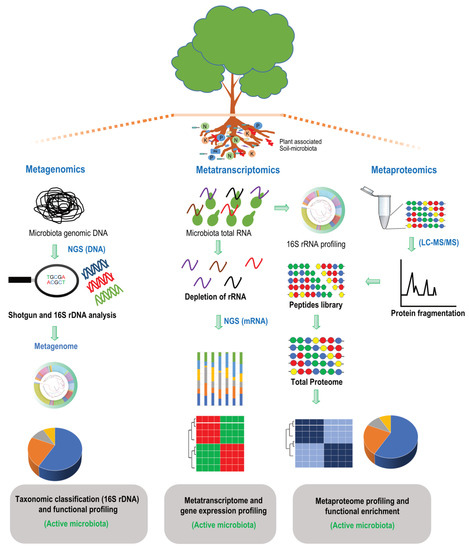 Multi-Omics Approaches in Plant–Microbe Interactions Hold Enormous ...