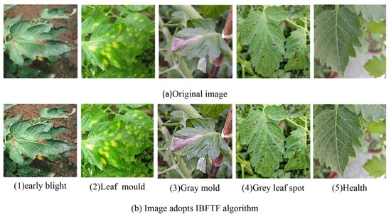 Agronomy | Free Full-Text | Recognition of Tomato Leaf Diseases Based ...