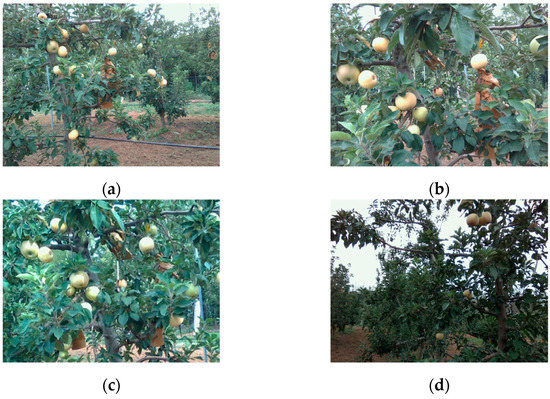 Research on Apple Object Detection and Localization Method Based on ...