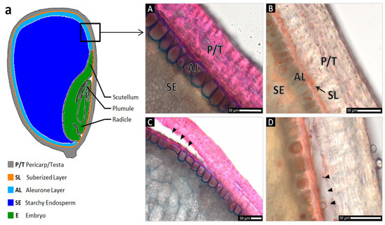 Maize Grain Germination Is Accompanied by Acidification of the Environment