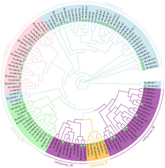 Genome-Wide Identification, Expansion, Evolution, and Expression ...