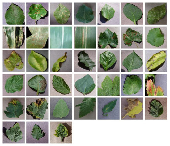 Agronomy | Free Full-Text | Lightweight Isotropic Convolutional Neural ...