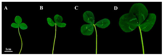 Comparative Study on the Morpho-Physiological Responses of White Clover ...