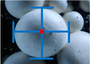 Agronomy | Free Full-Text | An Improved YOLOv5s-Based Agaricus bisporus Detection Algorithm