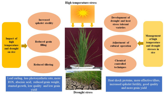 Ecophysiological Responses of Rice (Oryza sativa L.) to Drought and High Temperature