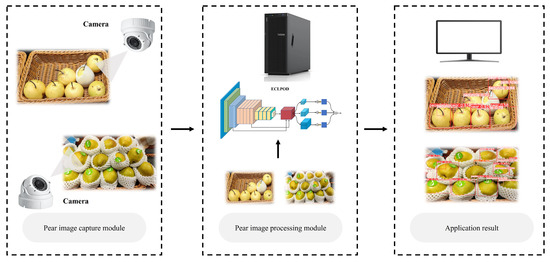 Agronomy | Free Full-Text | ECLPOD: An Extremely Compressed Lightweight Model for Pear Object ...