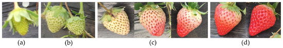 YOLOv5-ASFF: A Multistage Strawberry Detection Algorithm Based on Improved YOLOv5
