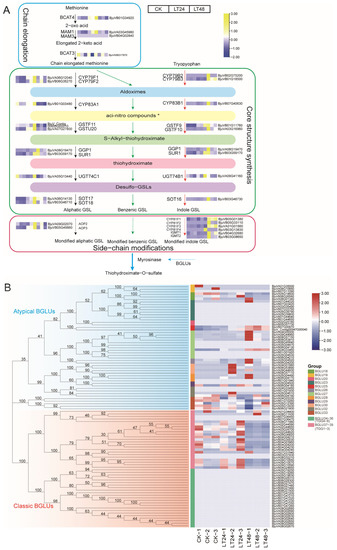 Agronomy | Free Full-Text | Comparative Transcriptomics Reveal the Mechanisms Underlying the ...