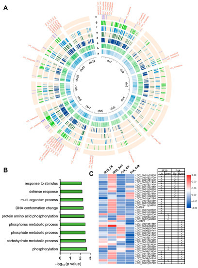 Genome-Wide Scan for Genetic Signatures Based on the Whole-Genome ...