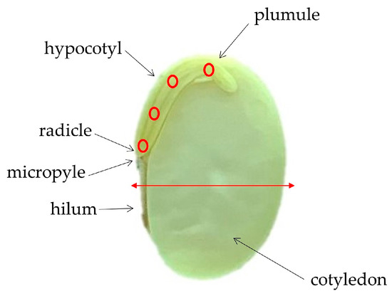 Agronomy | Free Full-Text | Evaluation of the Effect of the Vigor of ...