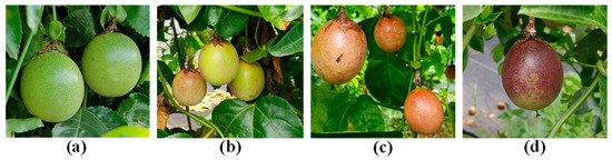 Agronomy | Free Full-Text | Research and Explainable Analysis of a Real-Time Passion Fruit ...