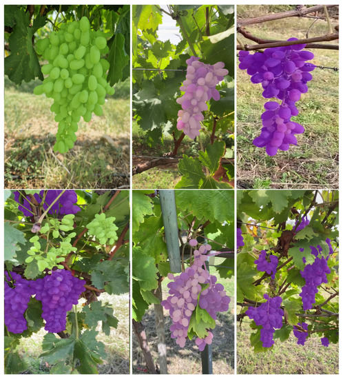 A Grape Dataset for Instance Segmentation and Maturity Estimation