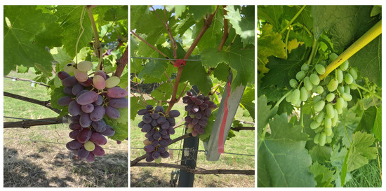 A Grape Dataset for Instance Segmentation and Maturity Estimation