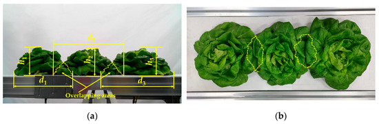 Agronomy | Free Full-Text | A Visual Method of Hydroponic Lettuces ...