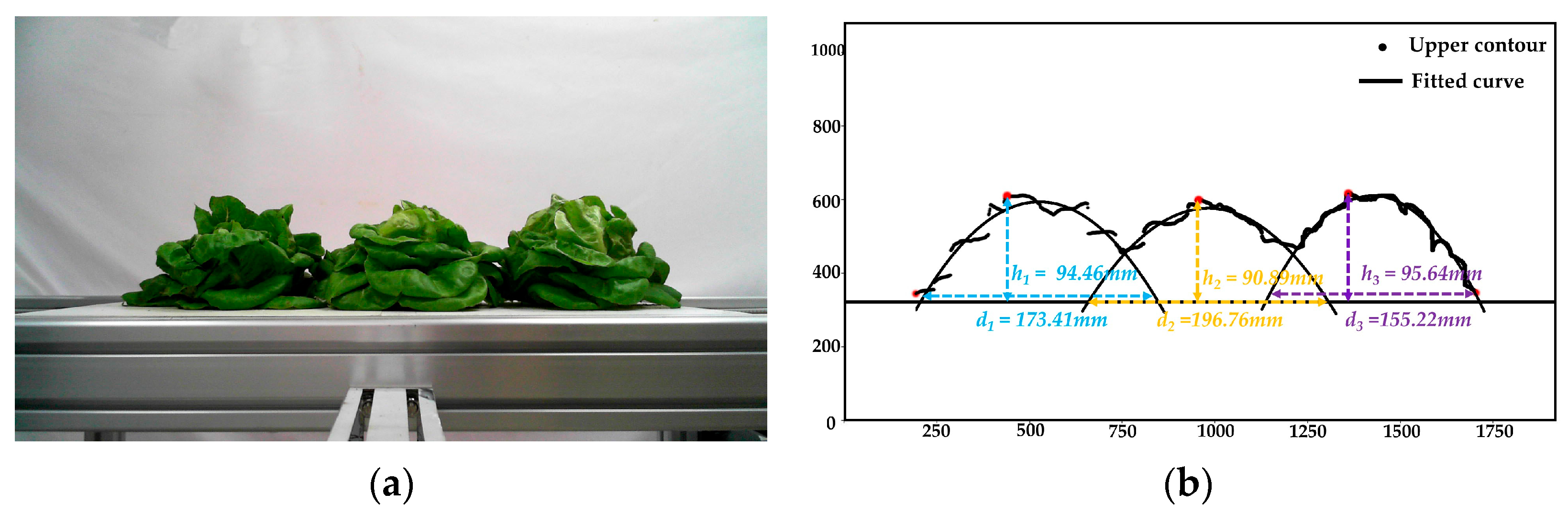 Agronomy | Free Full-Text | A Visual Method of Hydroponic Lettuces ...