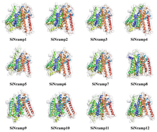 Natural Resistance-Associated Macrophage Protein (Nramp) Family in ...