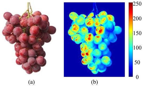 Classification of Appearance Quality of Red Grape Based on Transfer Learning of Convolution ...