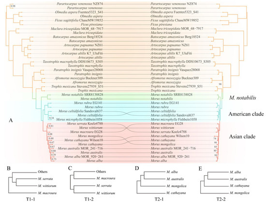 Phylogeny and Biogeography of Morus (Moraceae)