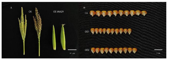 Over-Expression of ZmIAA29, an AUX/IAA Transcription Factor, Improved ...